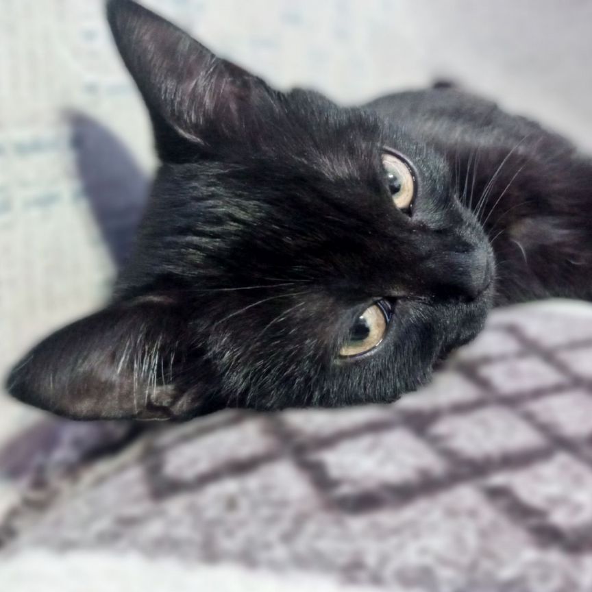 Кот
