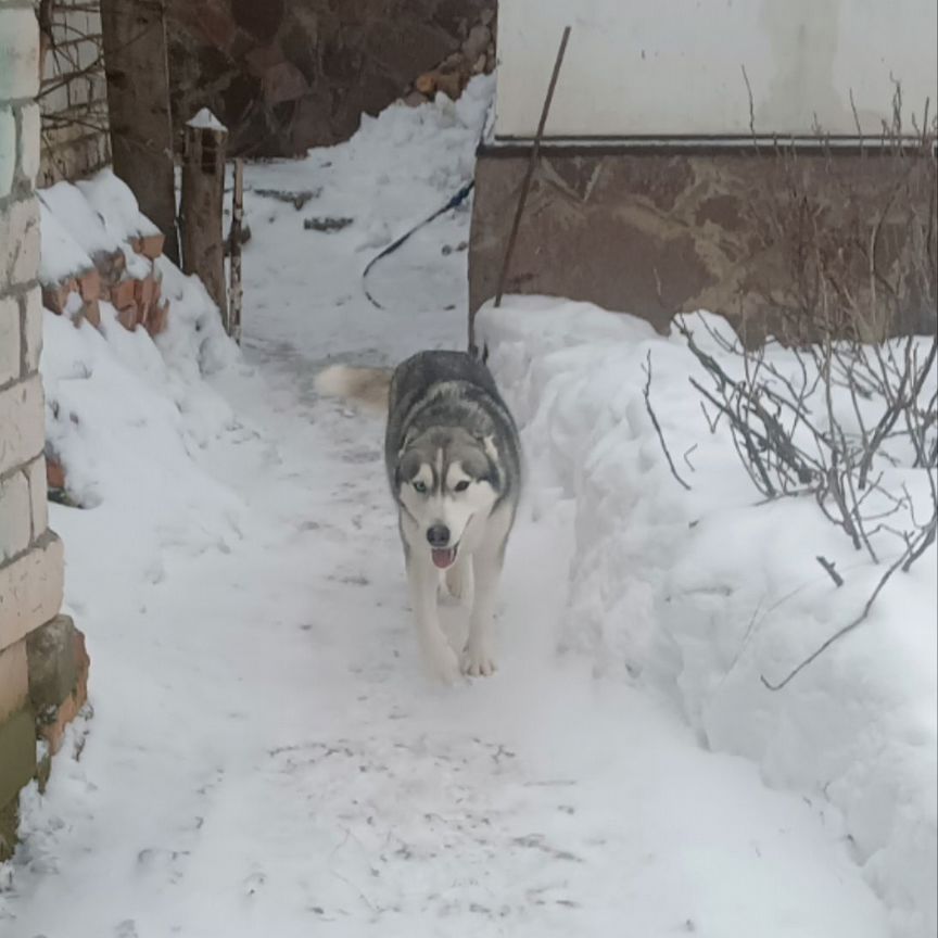 Отдам Хаски бесплатно