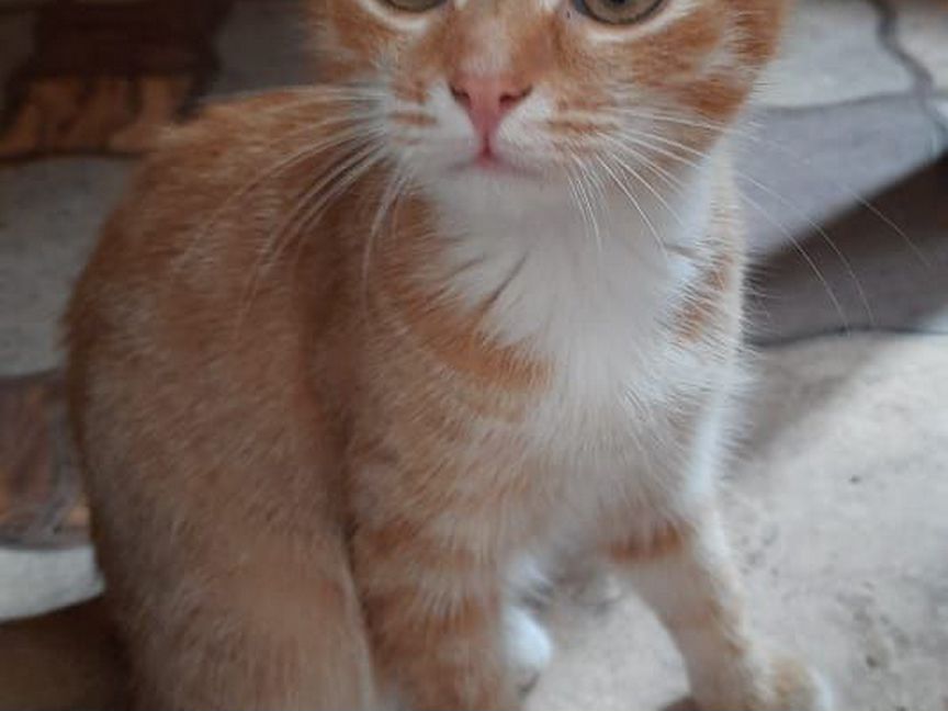 Котёнок девочка рыженькое Солнышко очень ласковая)