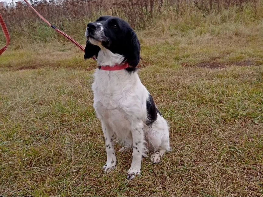 Нежная собачка Элис ищет дом