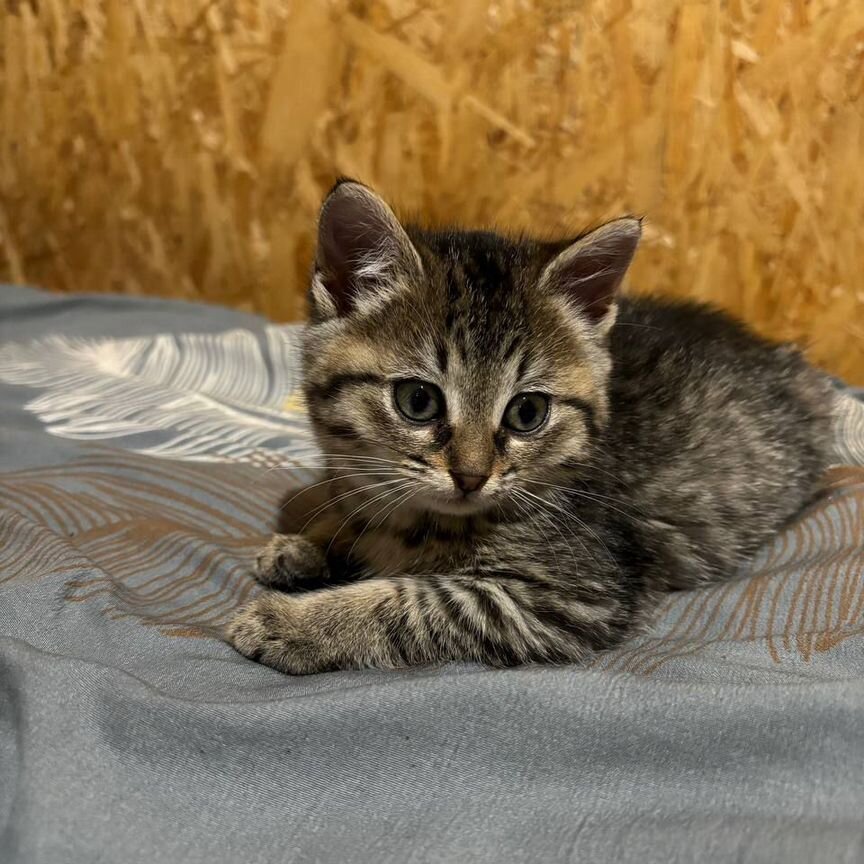 Малышка Ева ищет семью