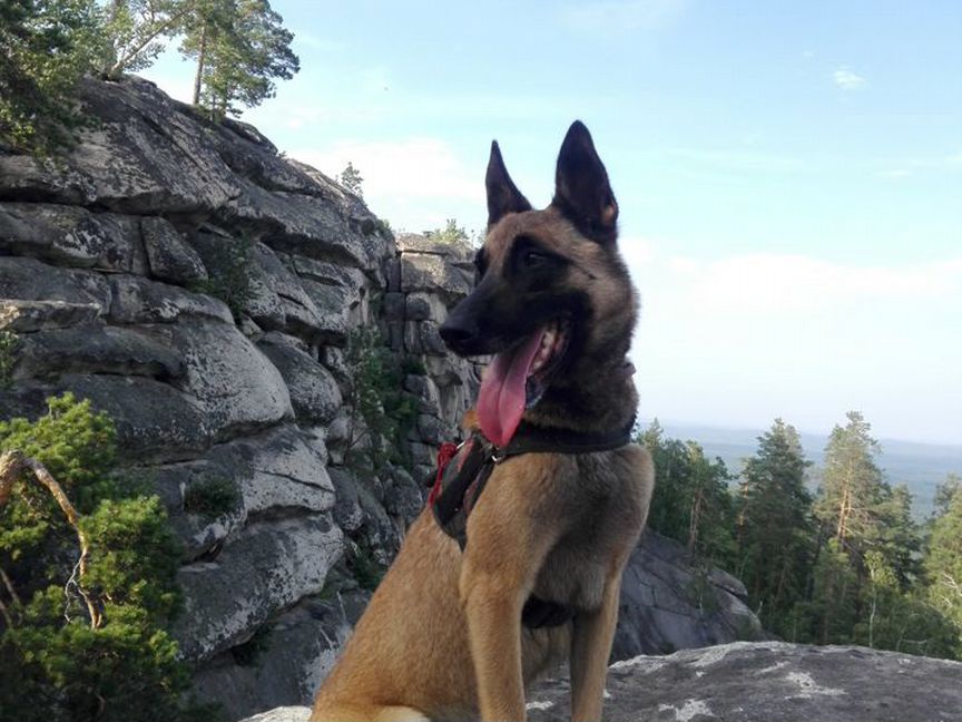 Бельгийская овчарка