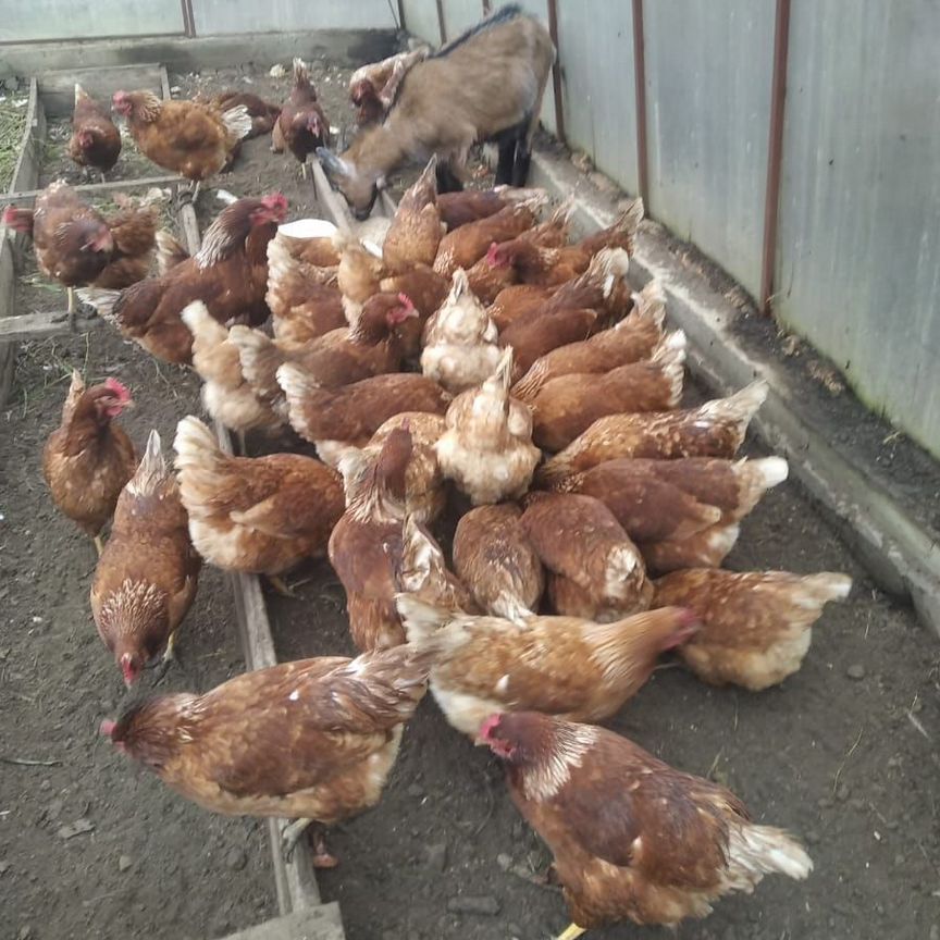 Несушка Ломан Браун, 7 месяцев