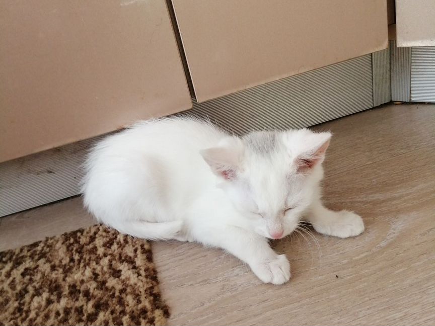 Кошки в добрые руки бесплатно