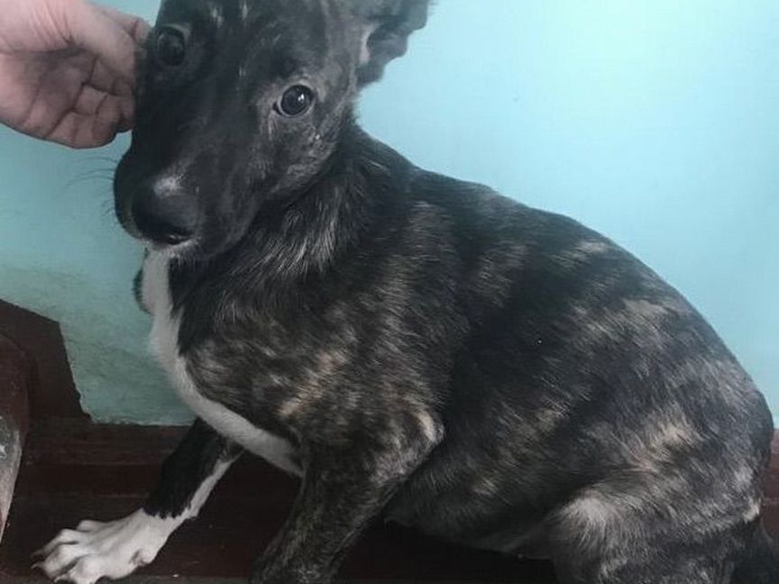 Шенок в надежные руки