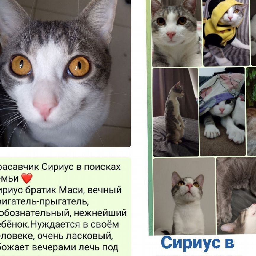 Котёнок в добрые руки