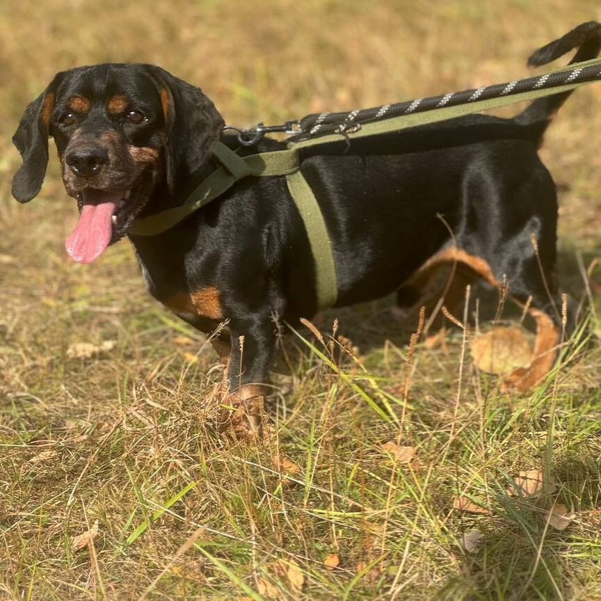 Бывшедомашний пес ищет доброго хозяина