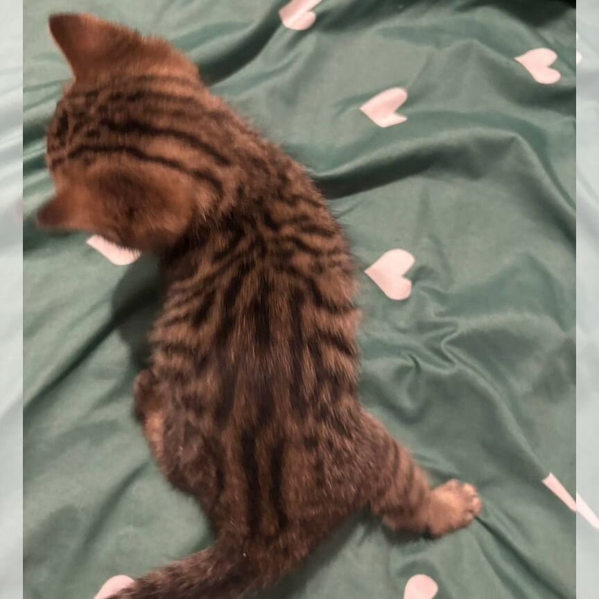 Котёнок в добрые руки