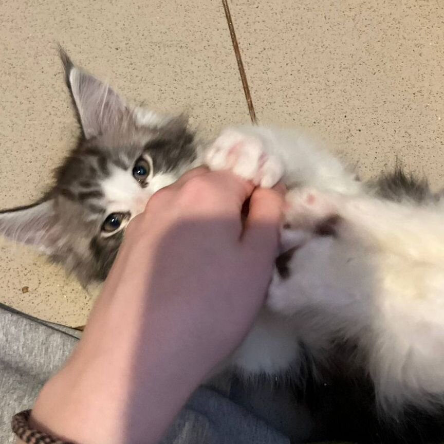 Мейн-кун котёнок
