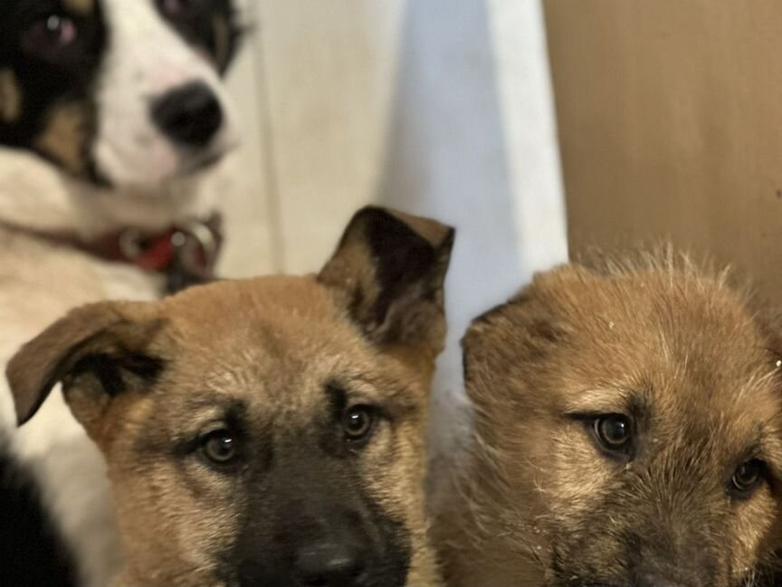 Собака в добрые руки отдам бесплатно