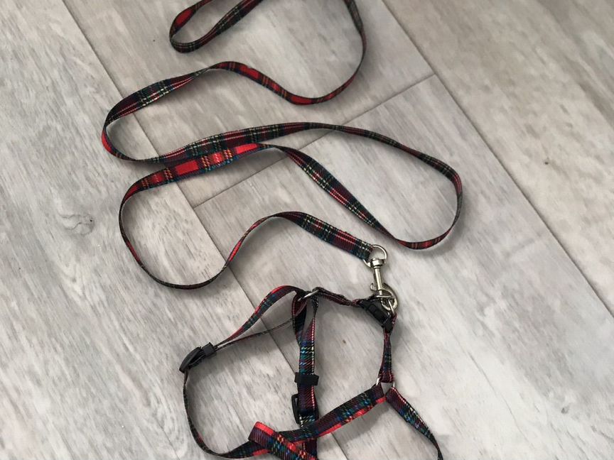 Шлейка с поводком для мелких животных