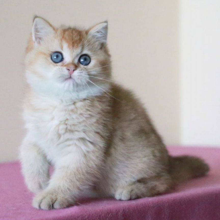 Британский короткошёрстный котёнок