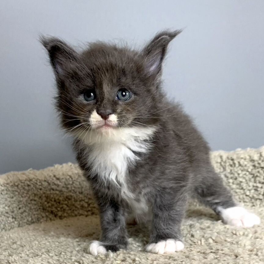 Лапочка Мейн Кун