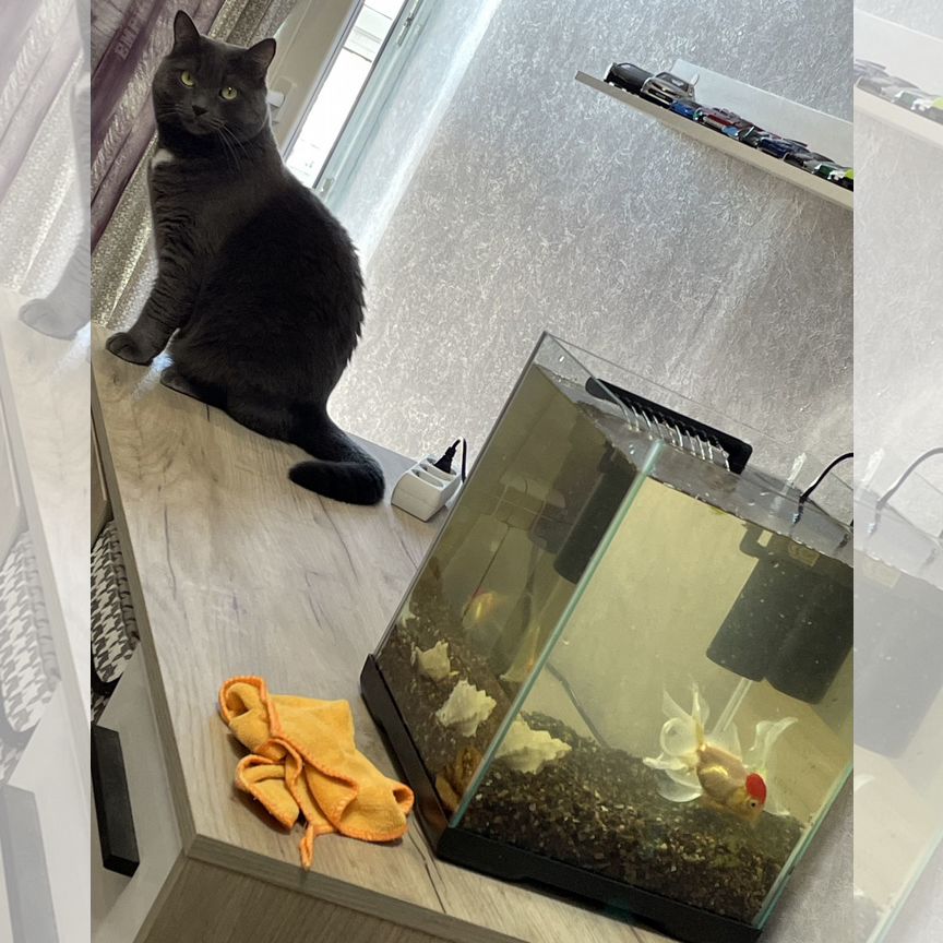 Аквариум 25л с золотой рыбкой и сомиком