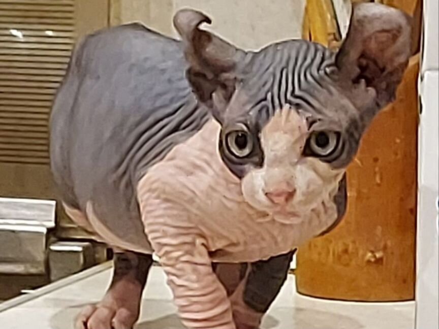 Которебенок мальчишка
