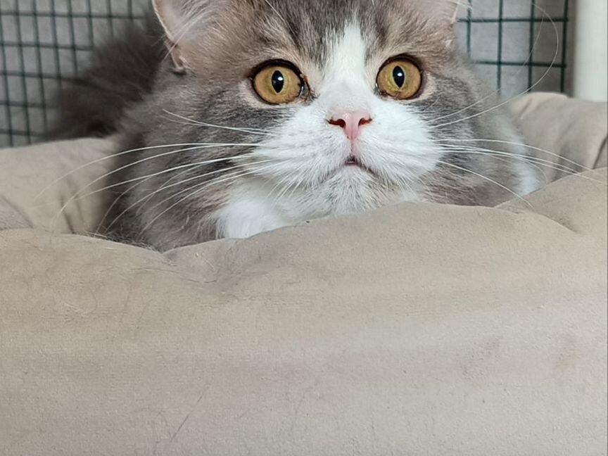 Котик