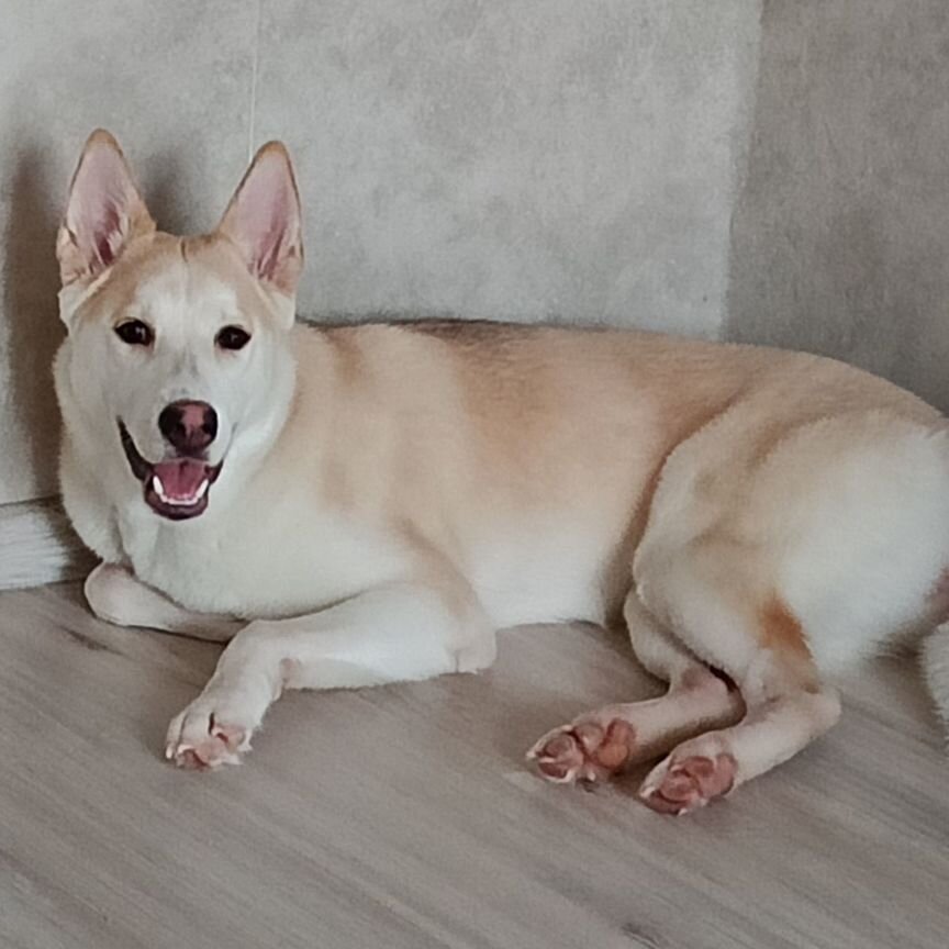 Сибирский хаски, щенок