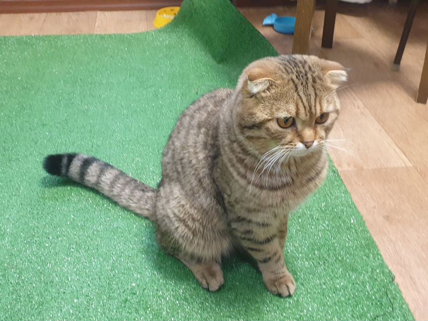 Шотландская вислоухая кот
