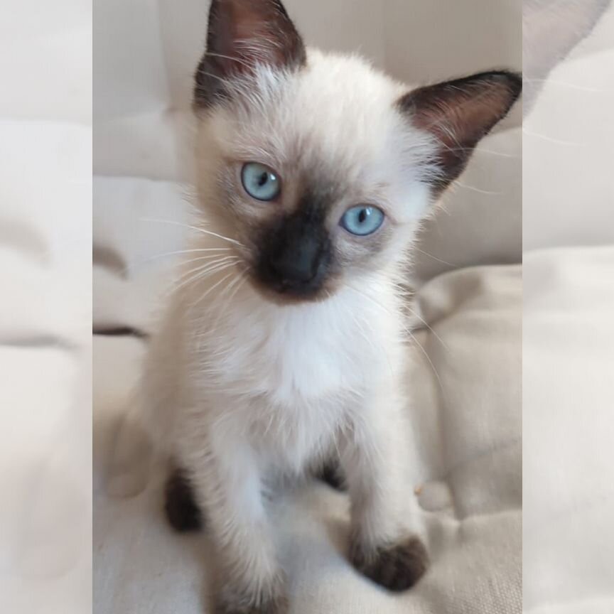 Котята