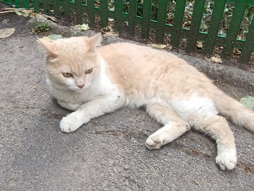 Котик