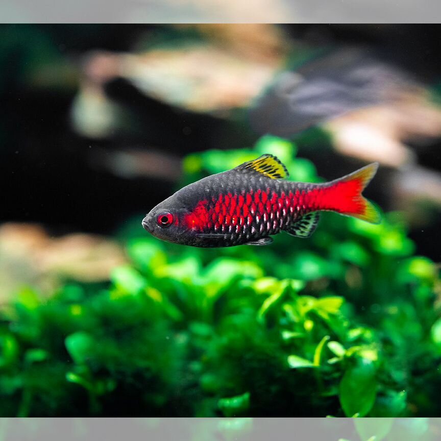 Барбус алый - Pethia padamya