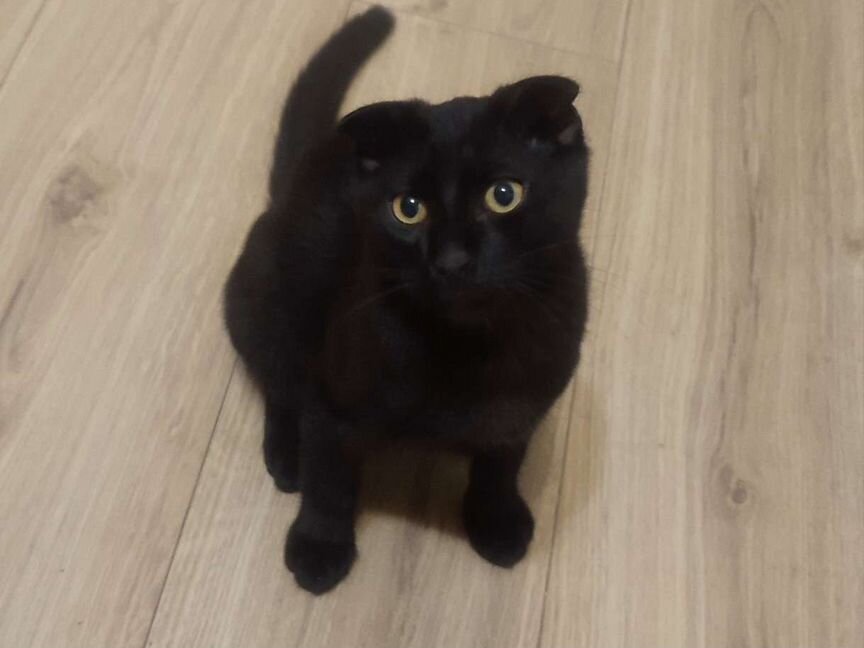 Шотландский вислоухий кот