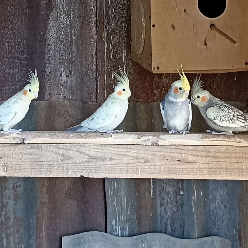 Попугаи карелла