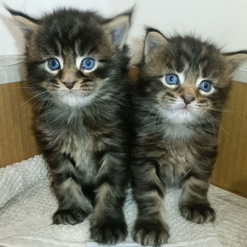 Мейн-кун котёнок