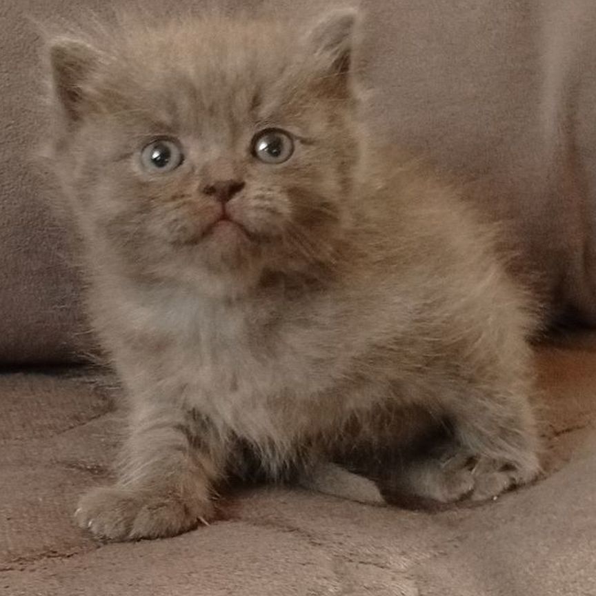 Британский короткошёрстный котёнок