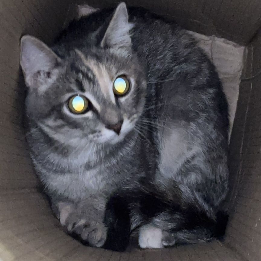 Взрослая, кошка в добрые руки