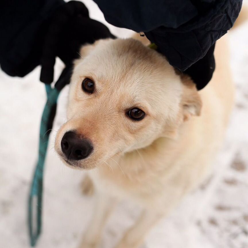 Щенок в добрые руки