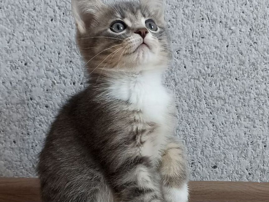 Котëнок в добрые руки