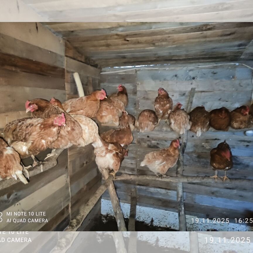 Куры несушки 50 штук