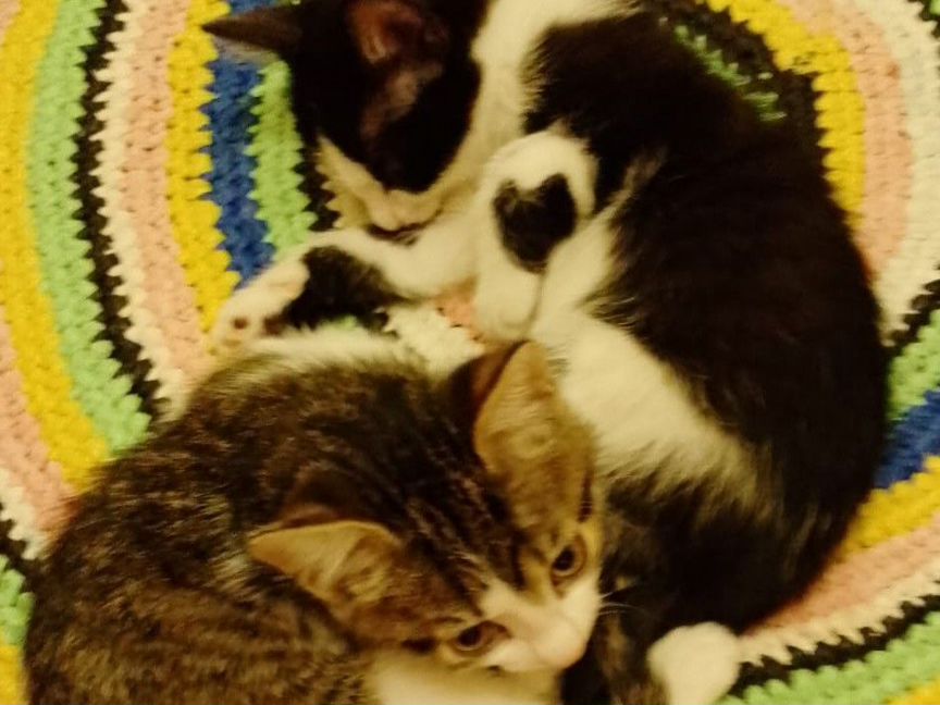 Котята 2 мес, бесплатно