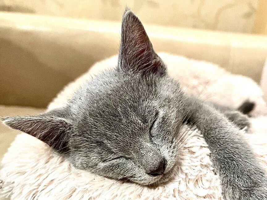 Котята русской голубой чистокровные