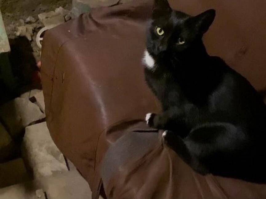 Кошки в добрые руки бесплатно