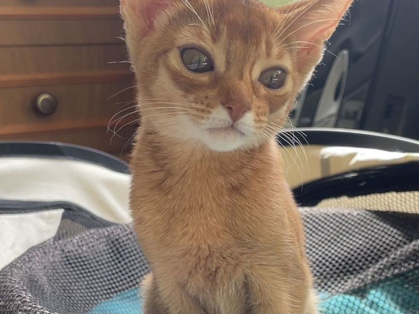 Абиссинские котята Соррель