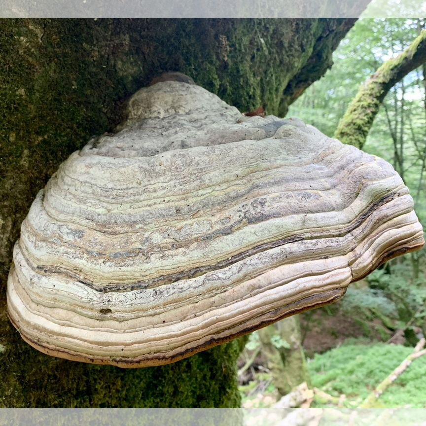 Трутовик для пчёл