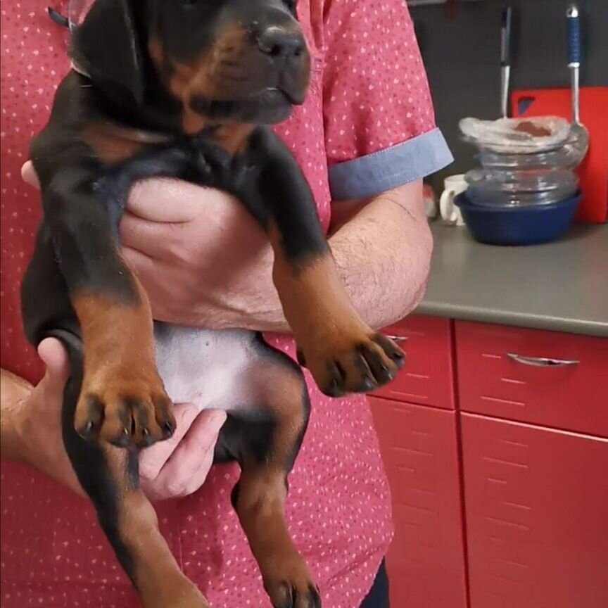 Щенки добермана с документами