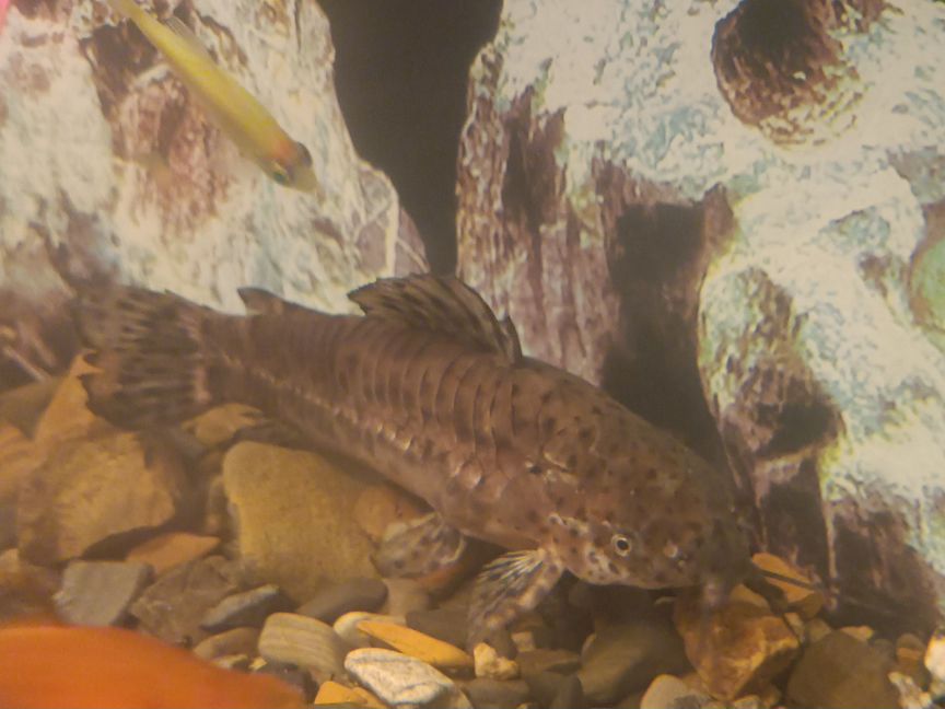 Сомик таракатум