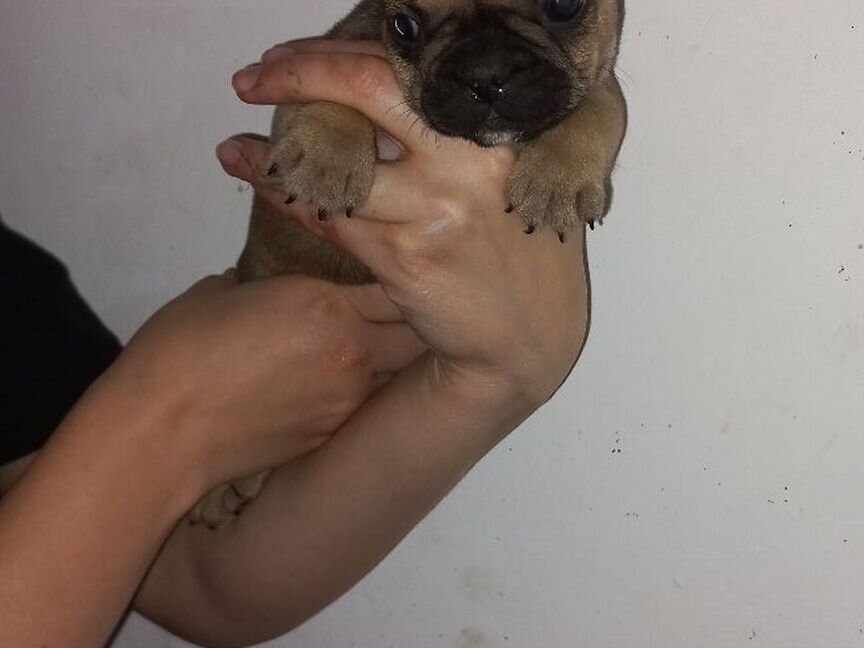 Французский бульдог мини