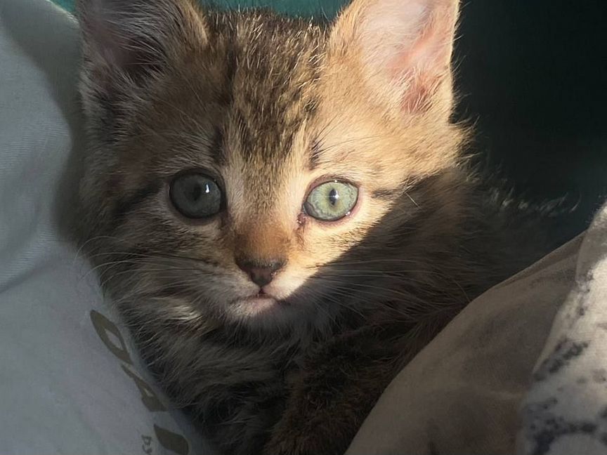 Кошка