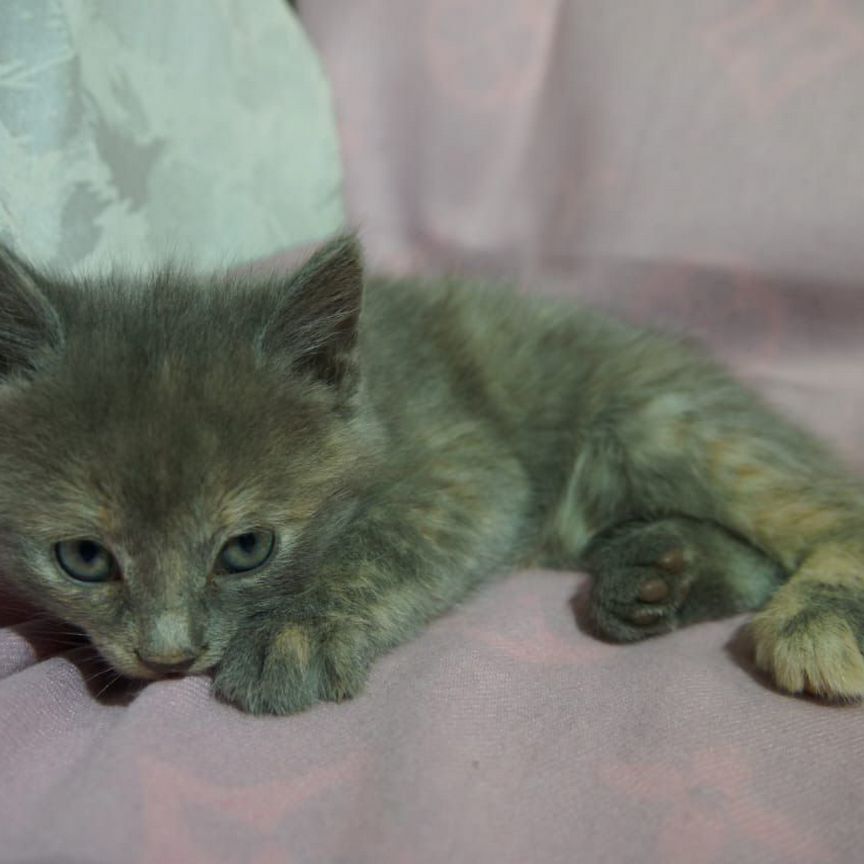 Дымчатый котёнок ищет дом