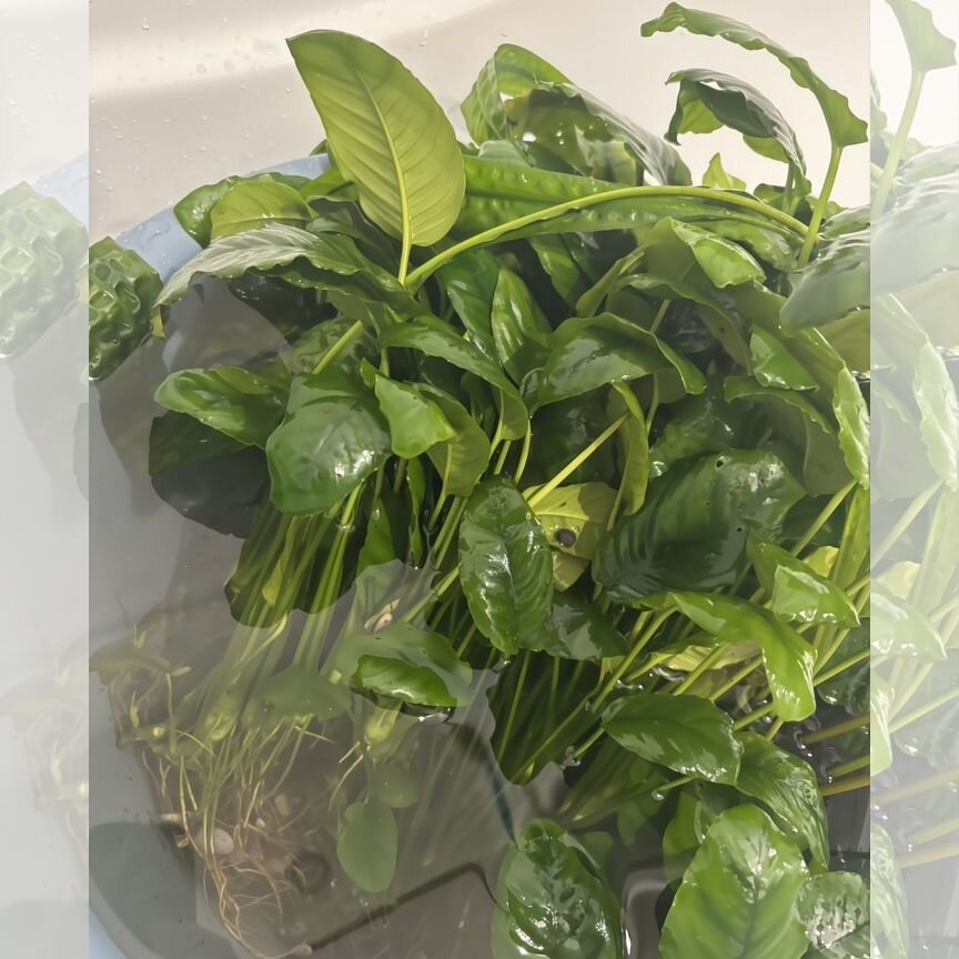 Аквариумное растение