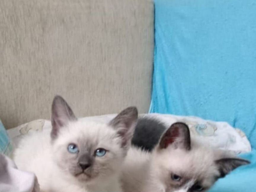 Сиамские котята