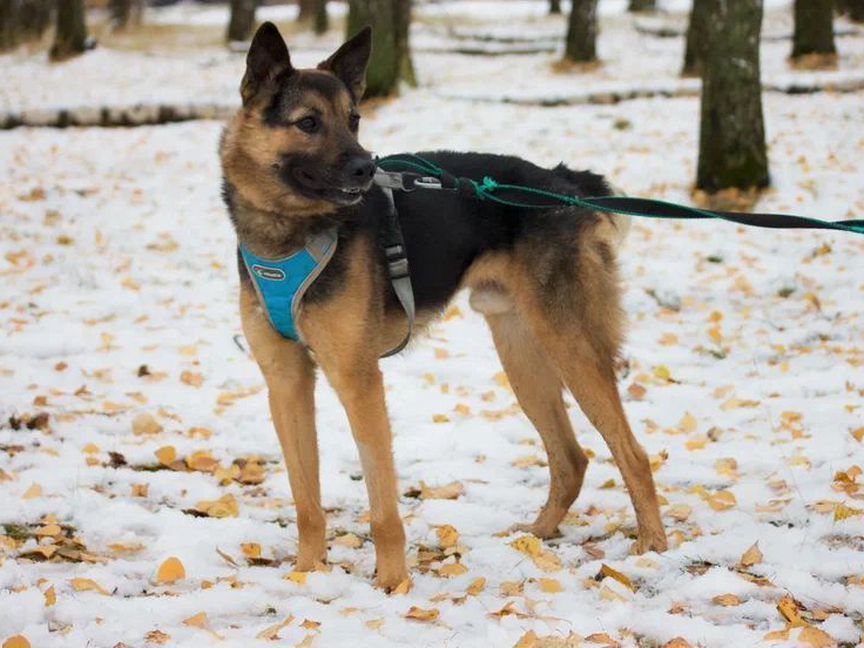 Маленькая замечательная собака тоскует в приюте
