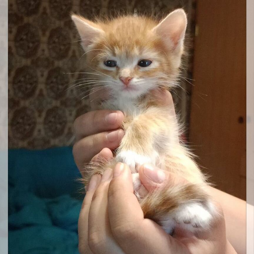 Котёнок в добрые руки