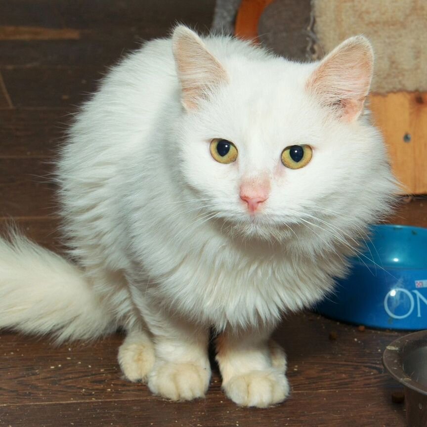 Кот Везунчик ищет дом