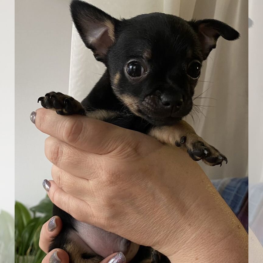 Русский той-терьер, щенок