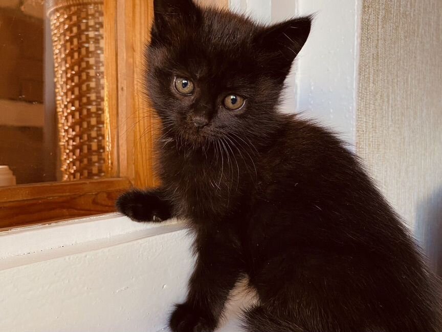 Кот-ворон ищет дом